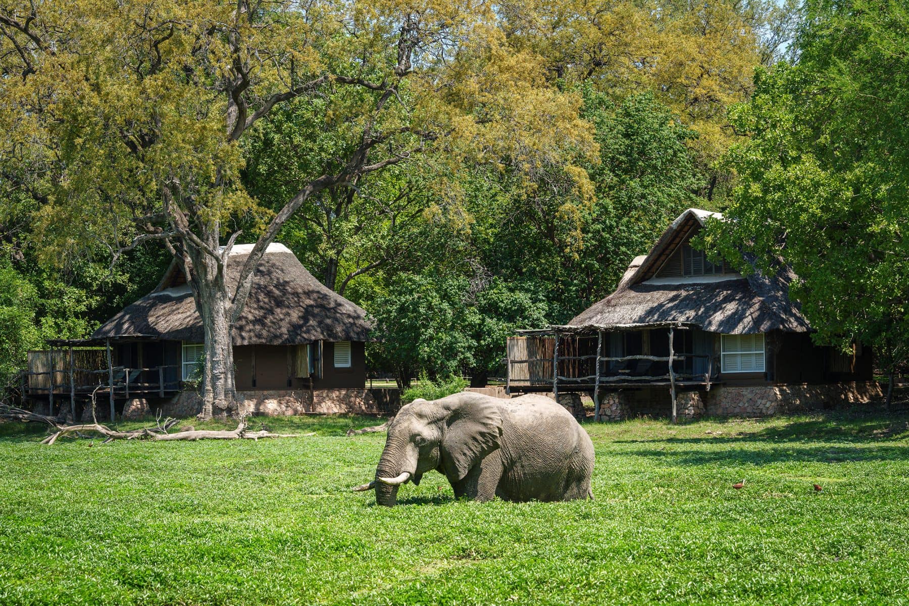 Mfuwe Lodge Mfuwe Lodge, South Luangwa, Zambia – Discover Africa