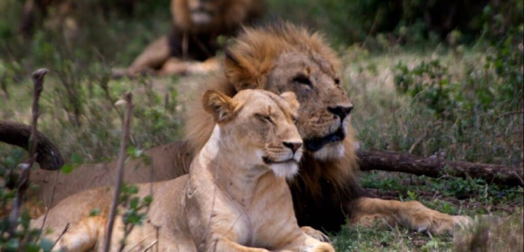 A rough guide to the best national parks in Rwanda – Discover Africa