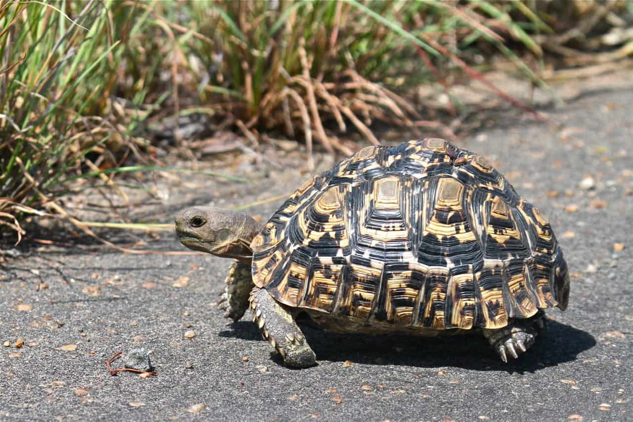 The best places to spot Africa’s Small Five – Discover Africa