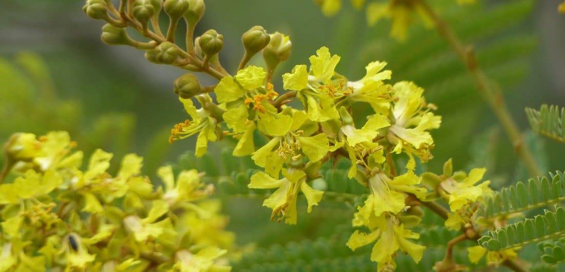 The Secrets of the Weeping Wattle Tree – Discover Africa
