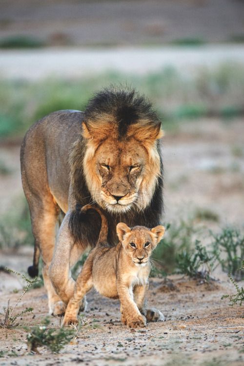 Four thrilling activities to try in the Northern Cape of South Africa ...