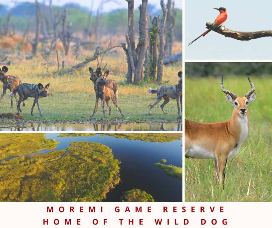 Four Must-Visit Game Reserves in Botswana | Discover Africa Safaris