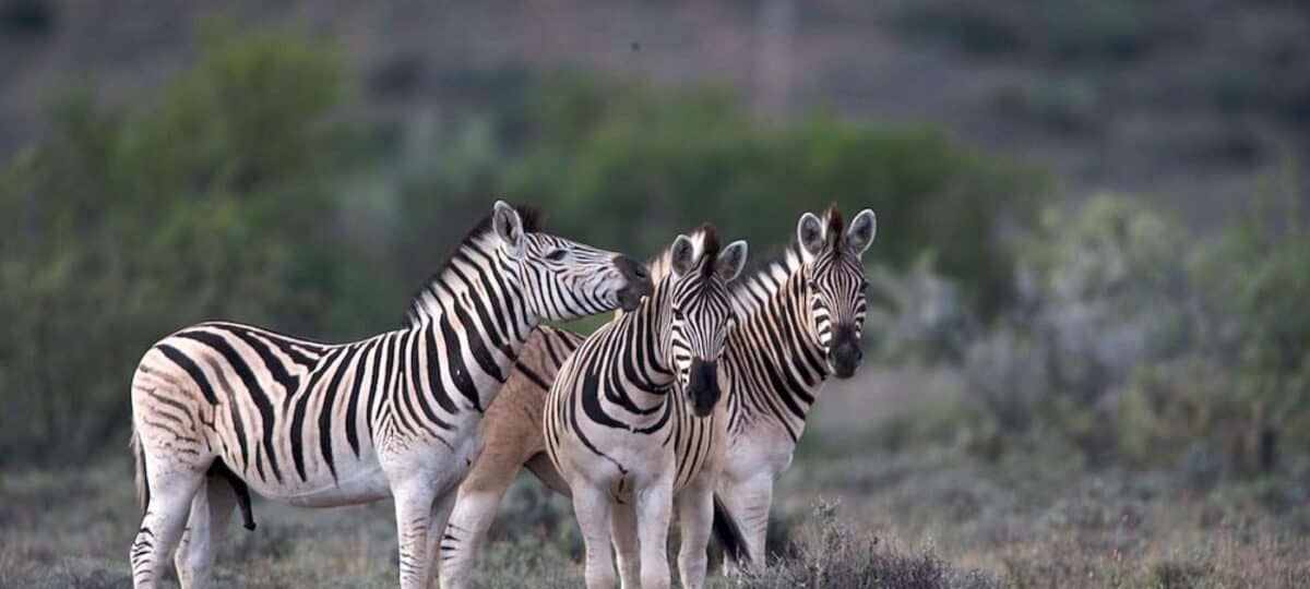 10 Best Safari Destinations in South Africa