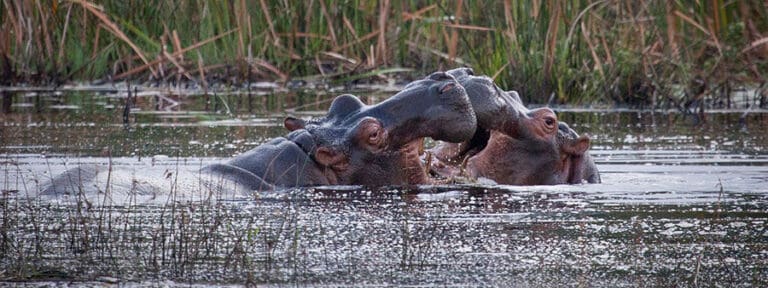 iSimangaliso Wetland Park | Discover Africa Safaris