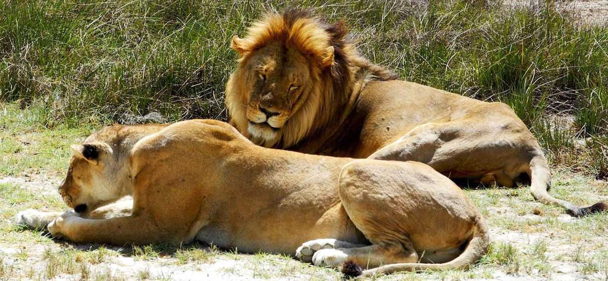Botswana Safaris & Tours | Top Rated Safari Tour Operator