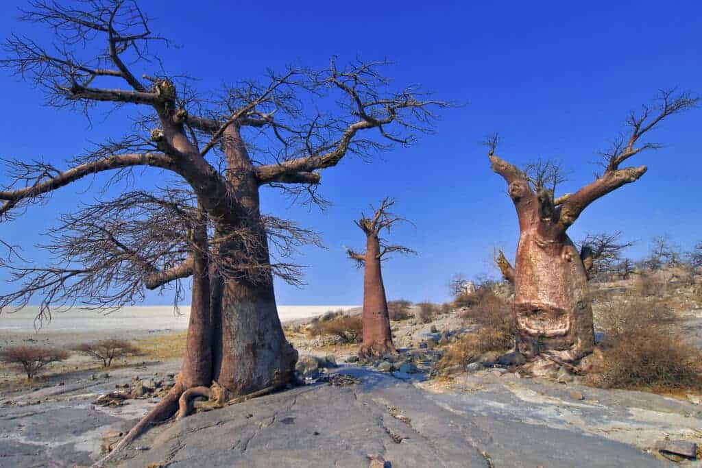 The Historic Baobabs in Botswana – Discover Africa