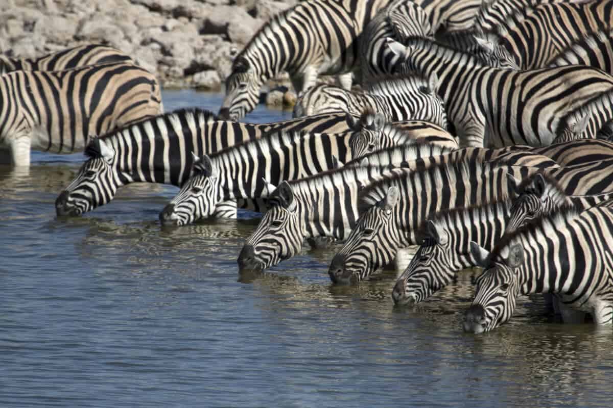 Zebra Migration Safaris in Botswana – Discover Africa