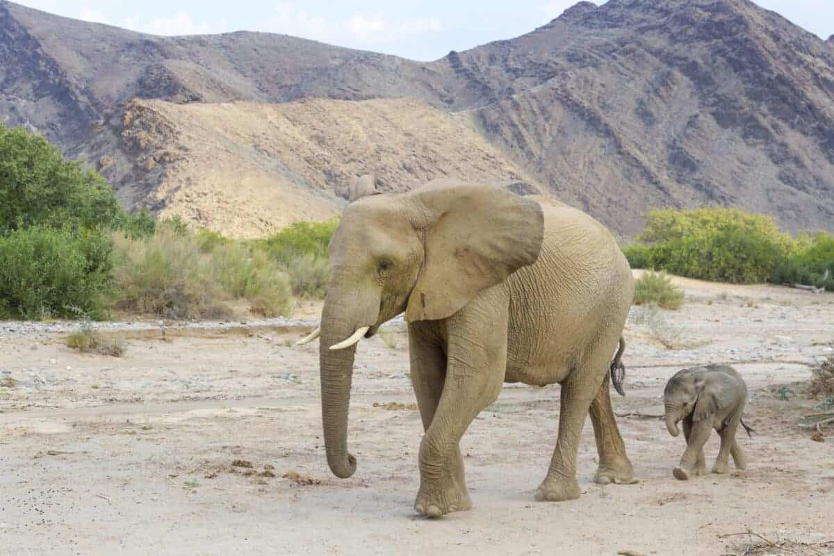 A Journey of Discovery: Uncovering the Animals of Namibia – Discover Africa
