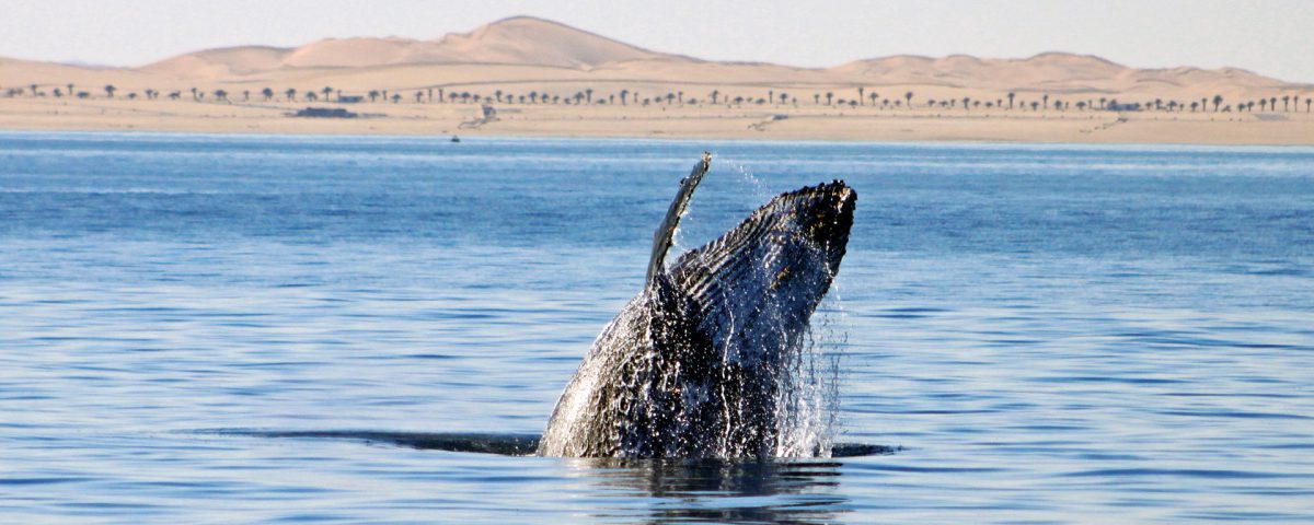 Wildlife in Namibia | Discover Africa