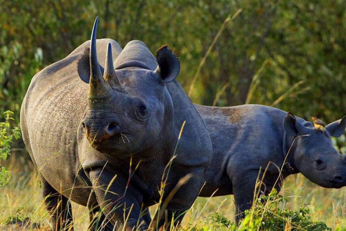 10 Endangered Animal Species in Africa – Discover Africa