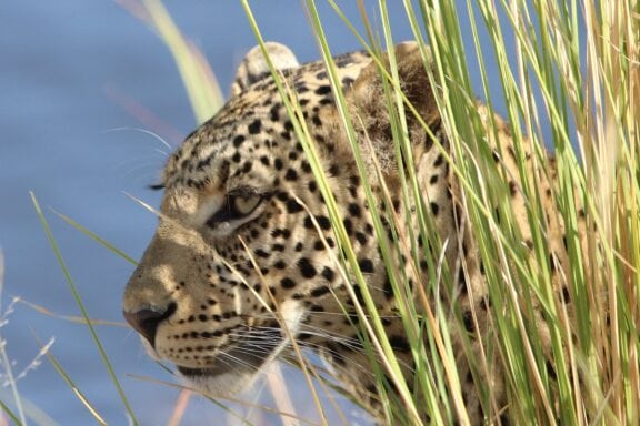 Pangolin Chobe Hotel Pangolin Chobe Hotel, Kasane, Botswana – Discover ...