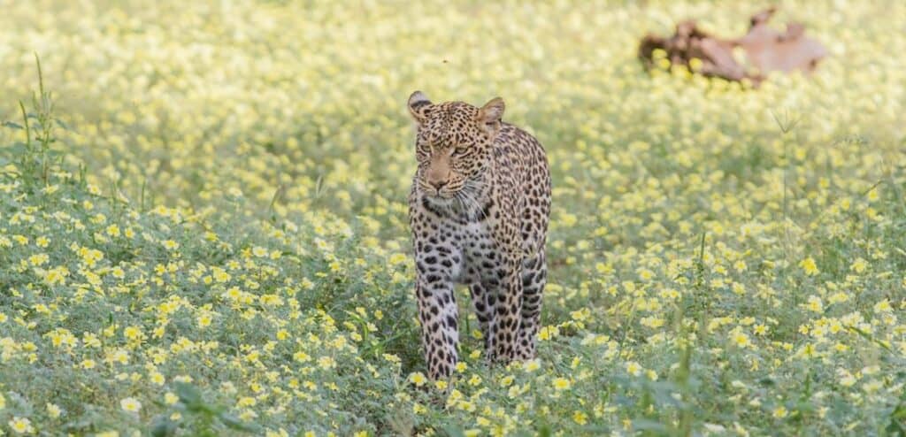 Where to See the Big Five in Botswana – Discover Africa