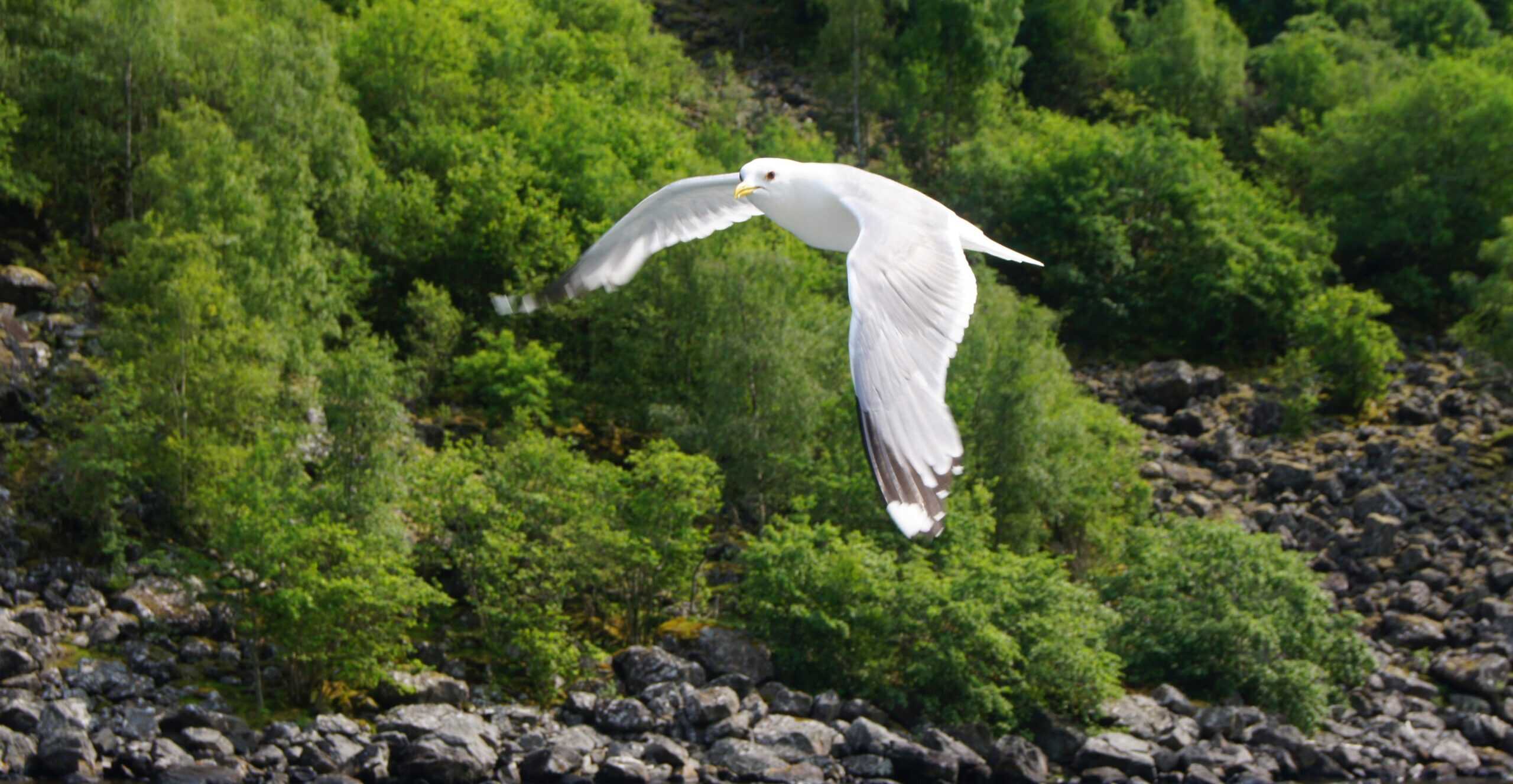 Bird Watching Safari in Rwanda | Discover Africa