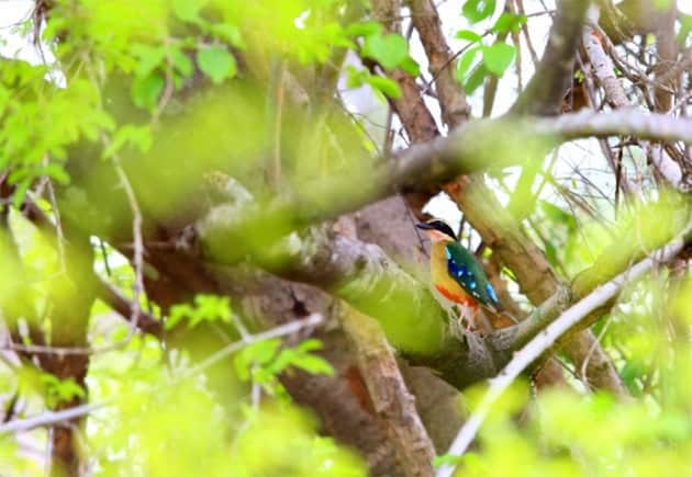 Zimbabwe Safaris, Tours & Packages | Safari in Zimbabwe