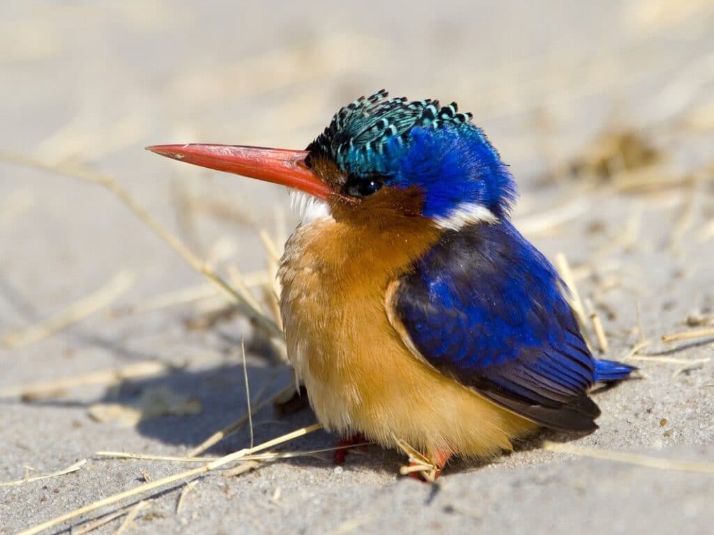 An Introduction to Zimbabwe's Wild Safari Animals – Discover Africa