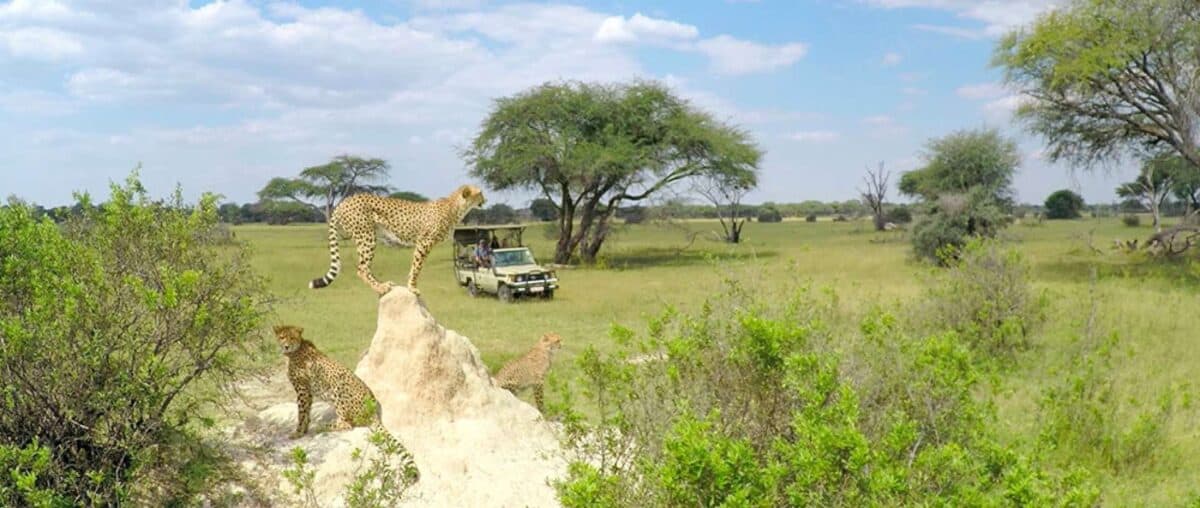 Zimbabwe Safaris, Tours & Packages | Safari in Zimbabwe