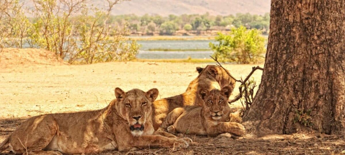 Zimbabwe Safaris, Tours & Packages | Safari in Zimbabwe