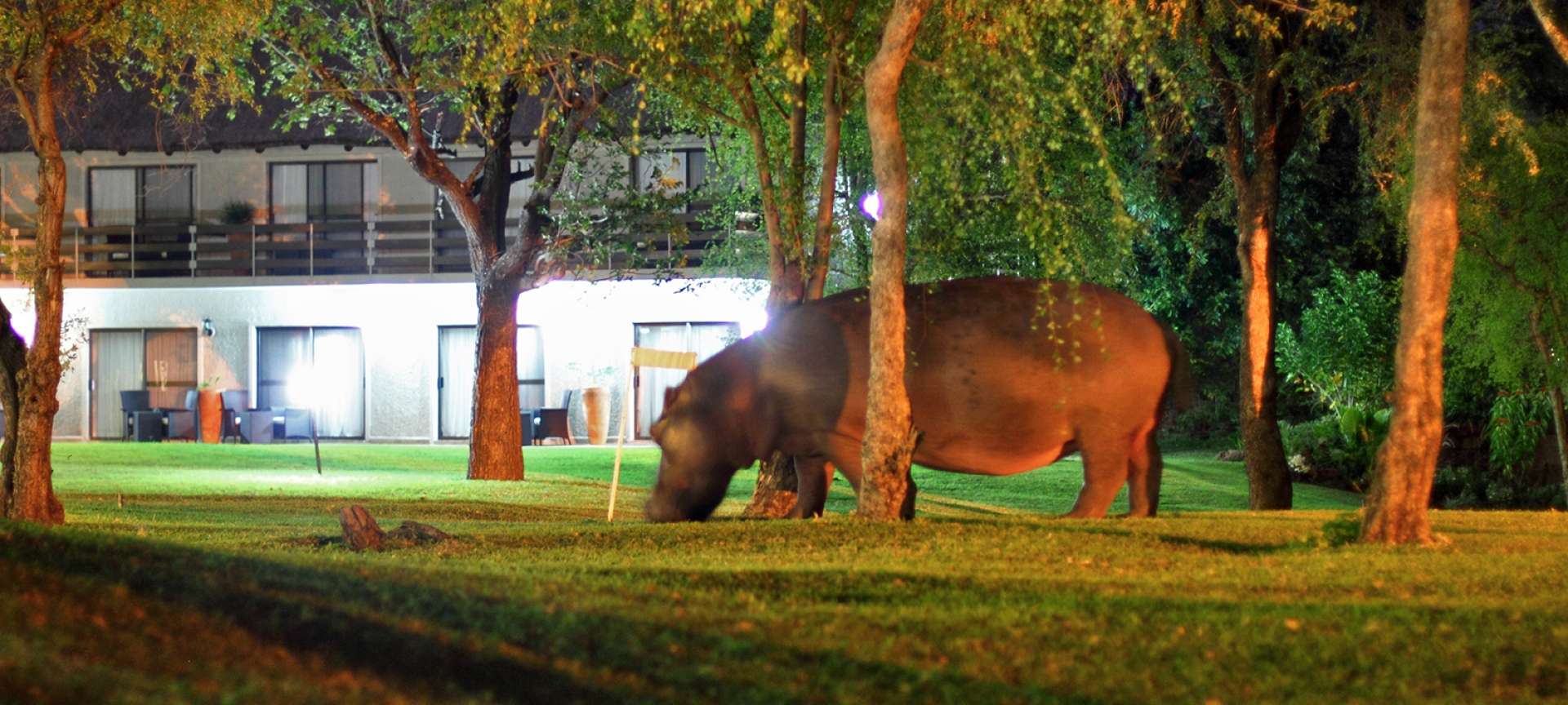 What Wildlife Can I See in Victoria Falls? | Discover Africa