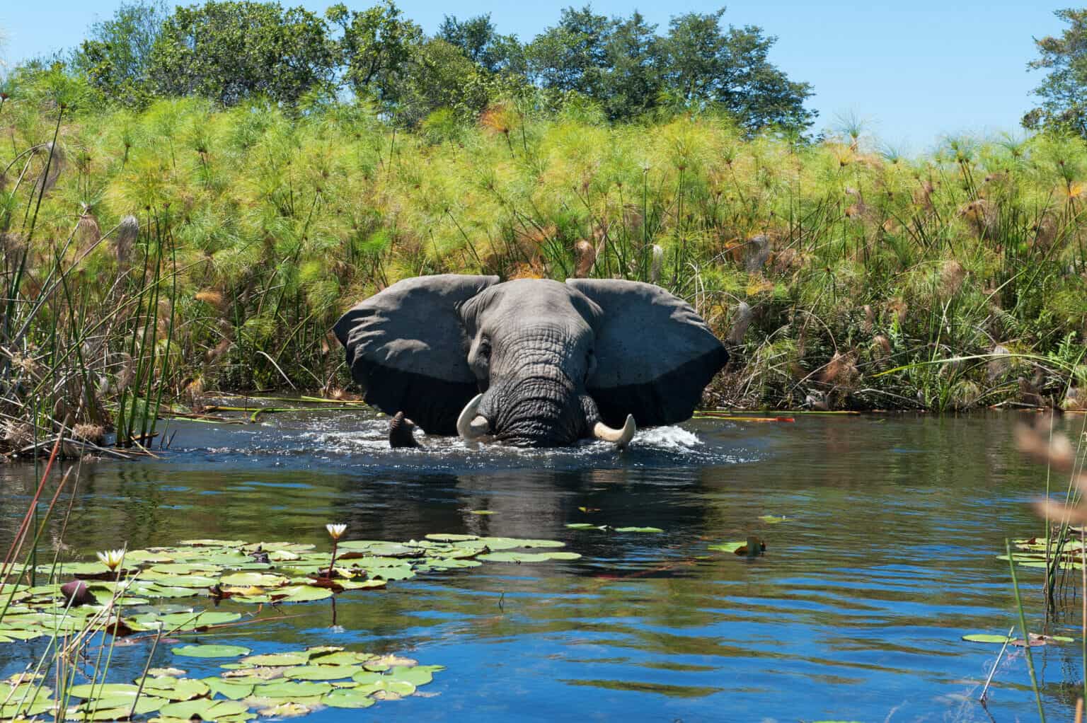 Exploring the Wildlife of Botswana's Okavango Delta by Canoe and Boat ...
