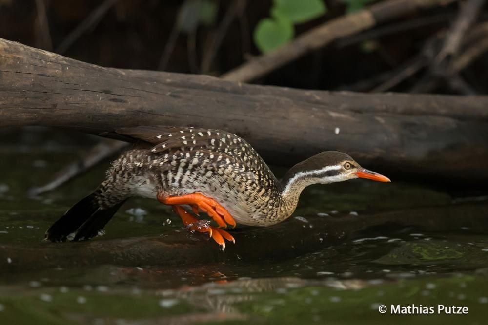 Chobe National Park Safaris & Tours | Safari in Chobe Park