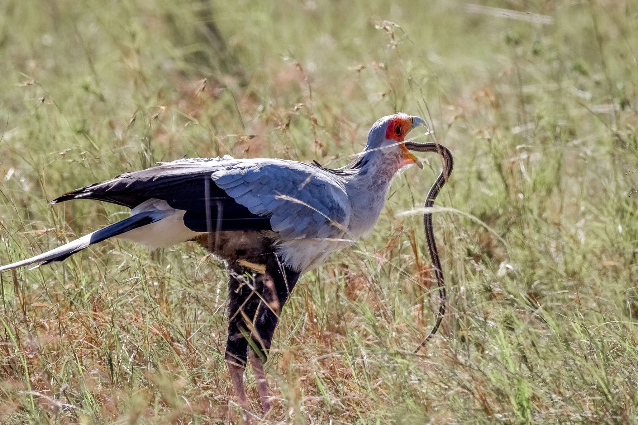 Birding Safari - Bird Watching in Botswana | Discover Africa