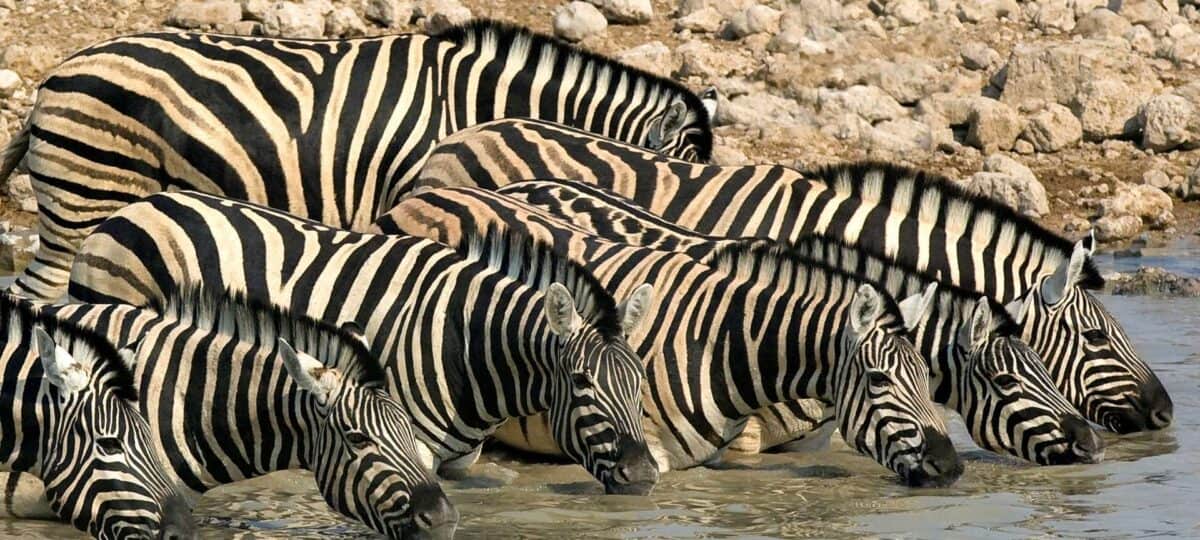 Discovering Namibia's Unique Wildlife: Animals You’re Likely to See in ...