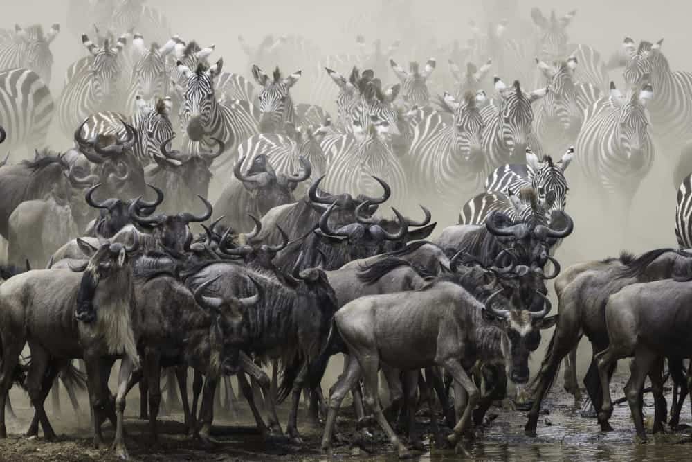 Masai Mara Safaris, Tours & Packages | Safari in Masai Mara