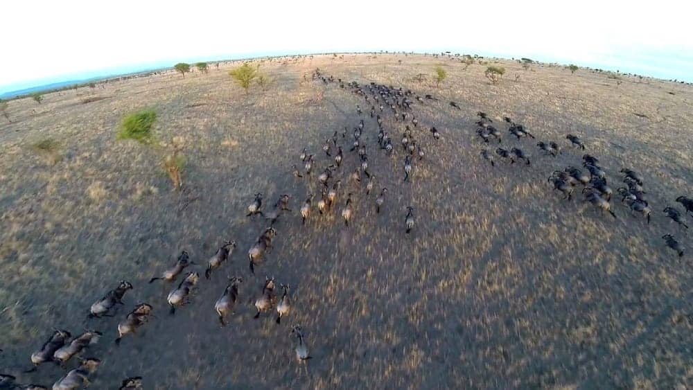 Serengeti National Park Safaris & Tours | Serengeti Safari