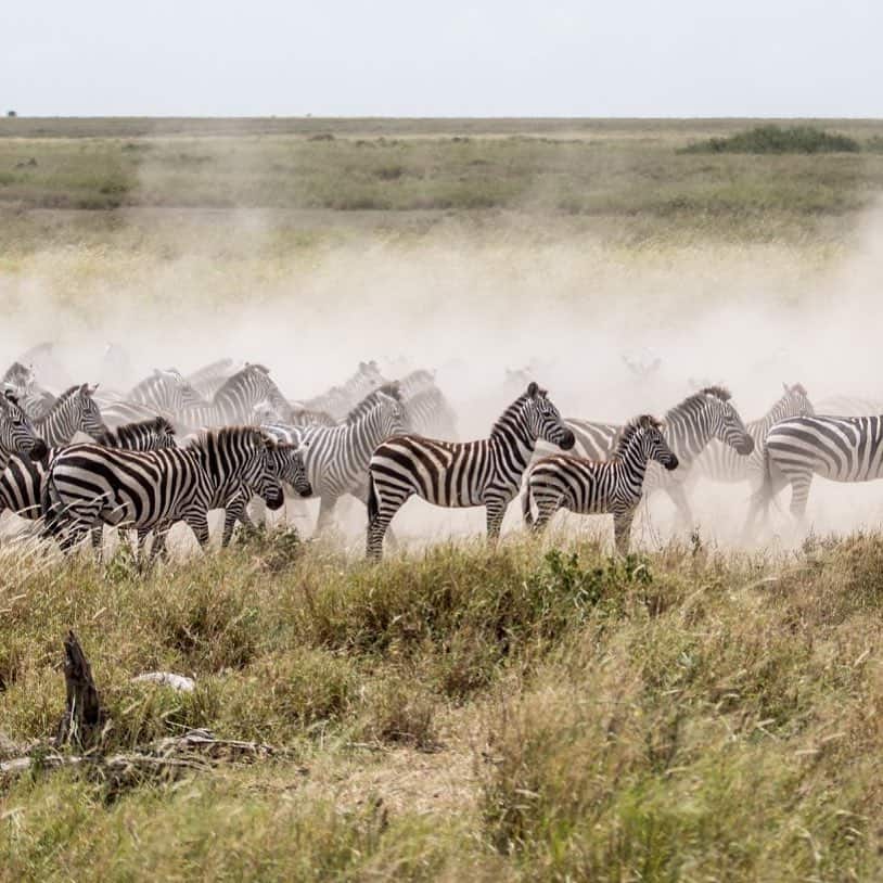 Track The Great Wildebeest Migration | Discover Africa Safaris ...