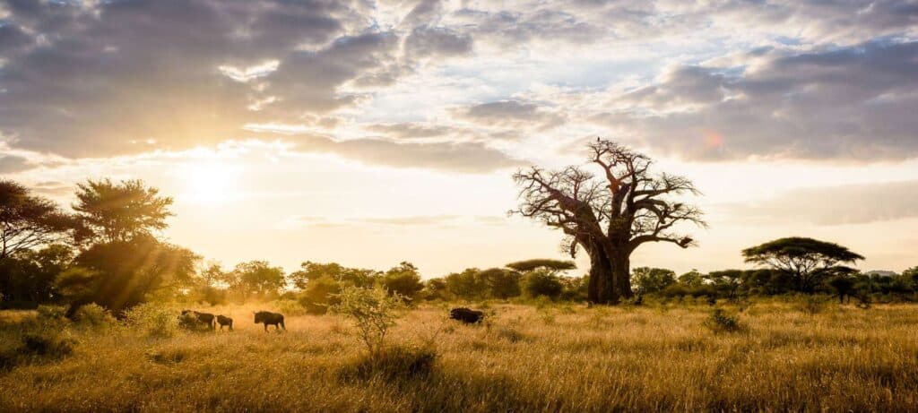 Five Things to Consider Before Planning Your SA Safari – Discover Africa