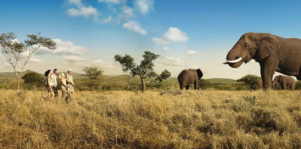 Five Things to Consider Before Planning Your SA Safari – Discover Africa