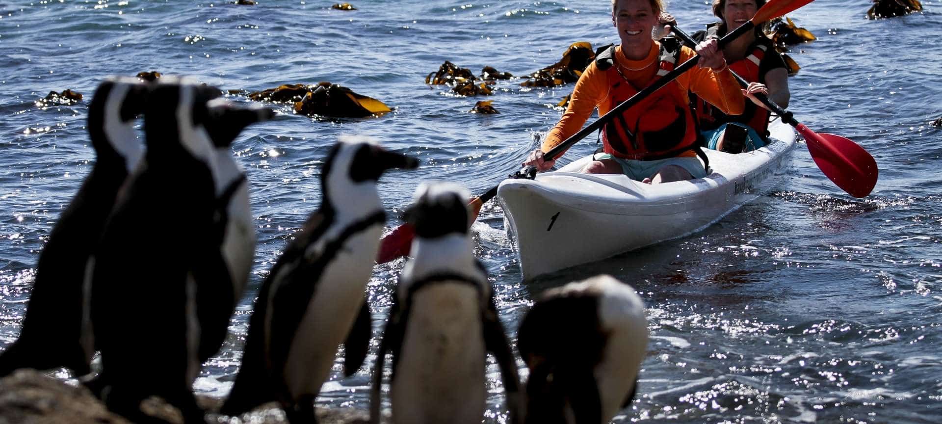 Kayak Tours in Simons Town | Discover Africa Safaris