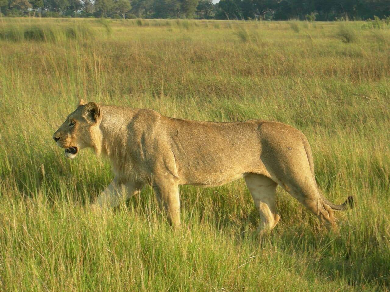 A traveller’s guide to Botswana’s Okavango Delta | Discover Africa