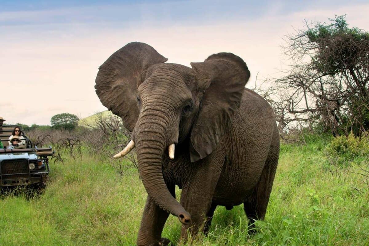 Five Things to Consider Before Planning Your SA Safari – Discover Africa