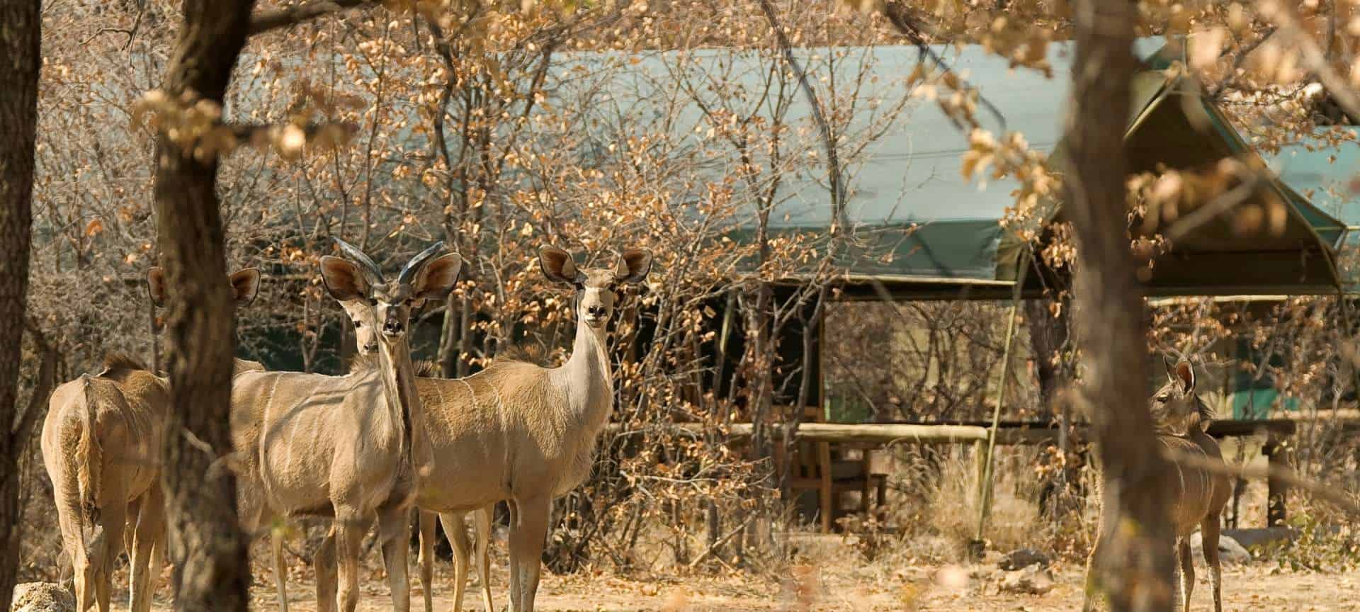 Unforgettable Namibia Safari Adventure (11 days) | Discover Africa Safaris