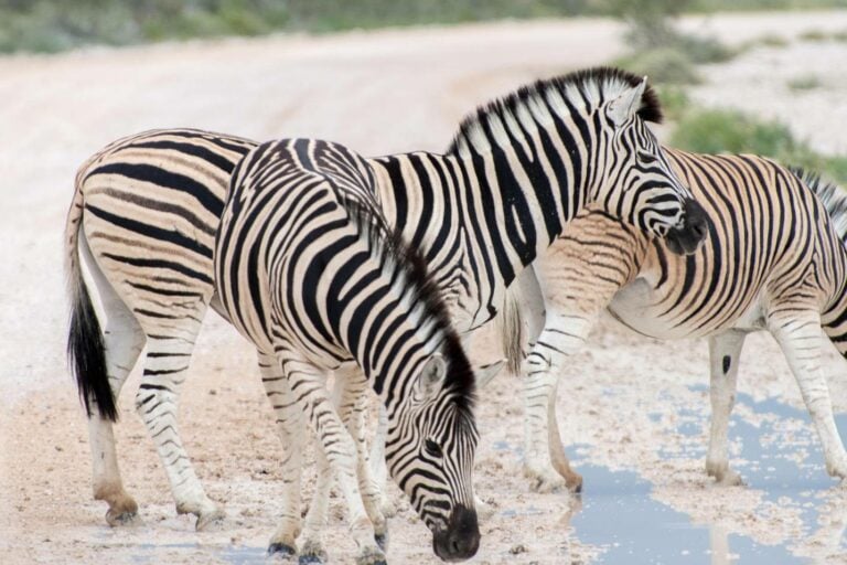 Namibia Safaris, Tours & Packages | Safari in Namibia