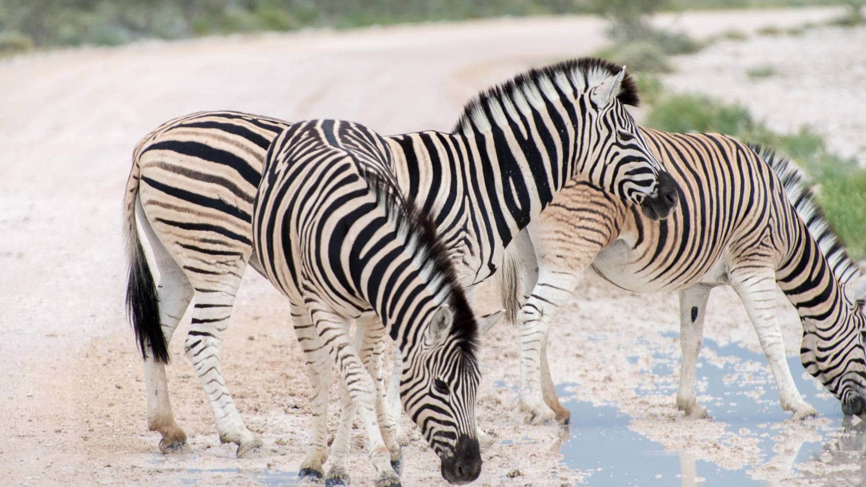 Languages in Namibia | Discover Africa