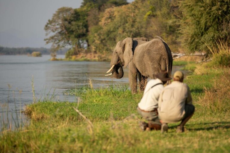 Zimbabwe Safaris, Tours & Packages | Safari in Zimbabwe