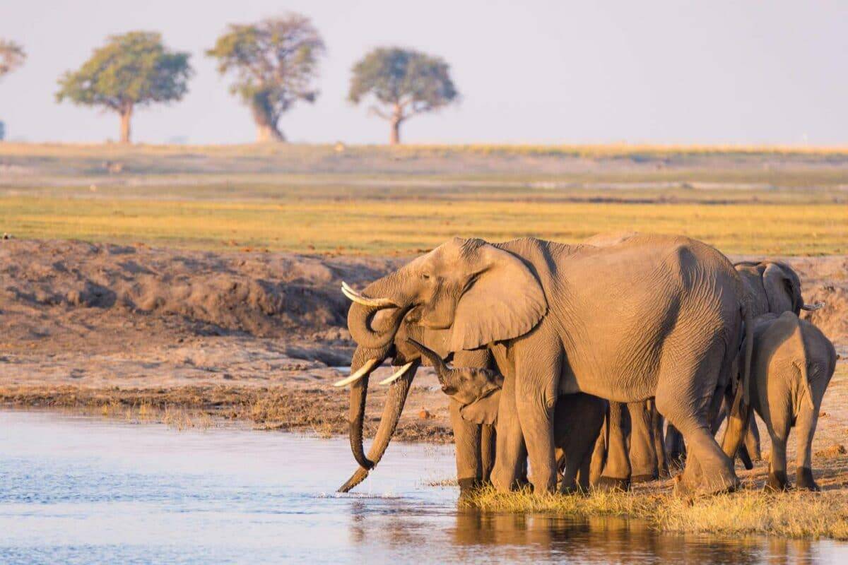 Kwando River Safaris & Vacations - Safari in Kwando River