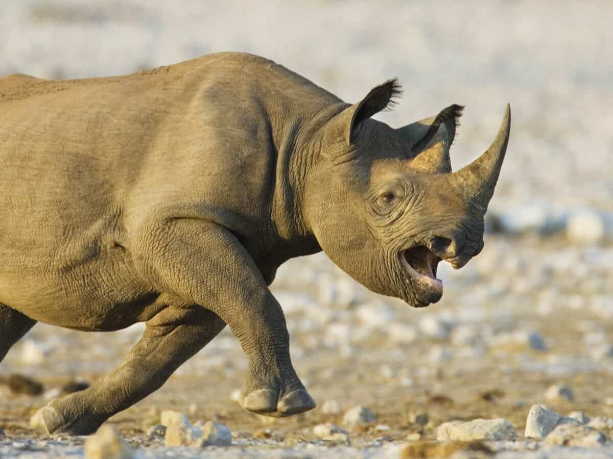 Top 5 Facts About Black Rhinos – Discover Africa
