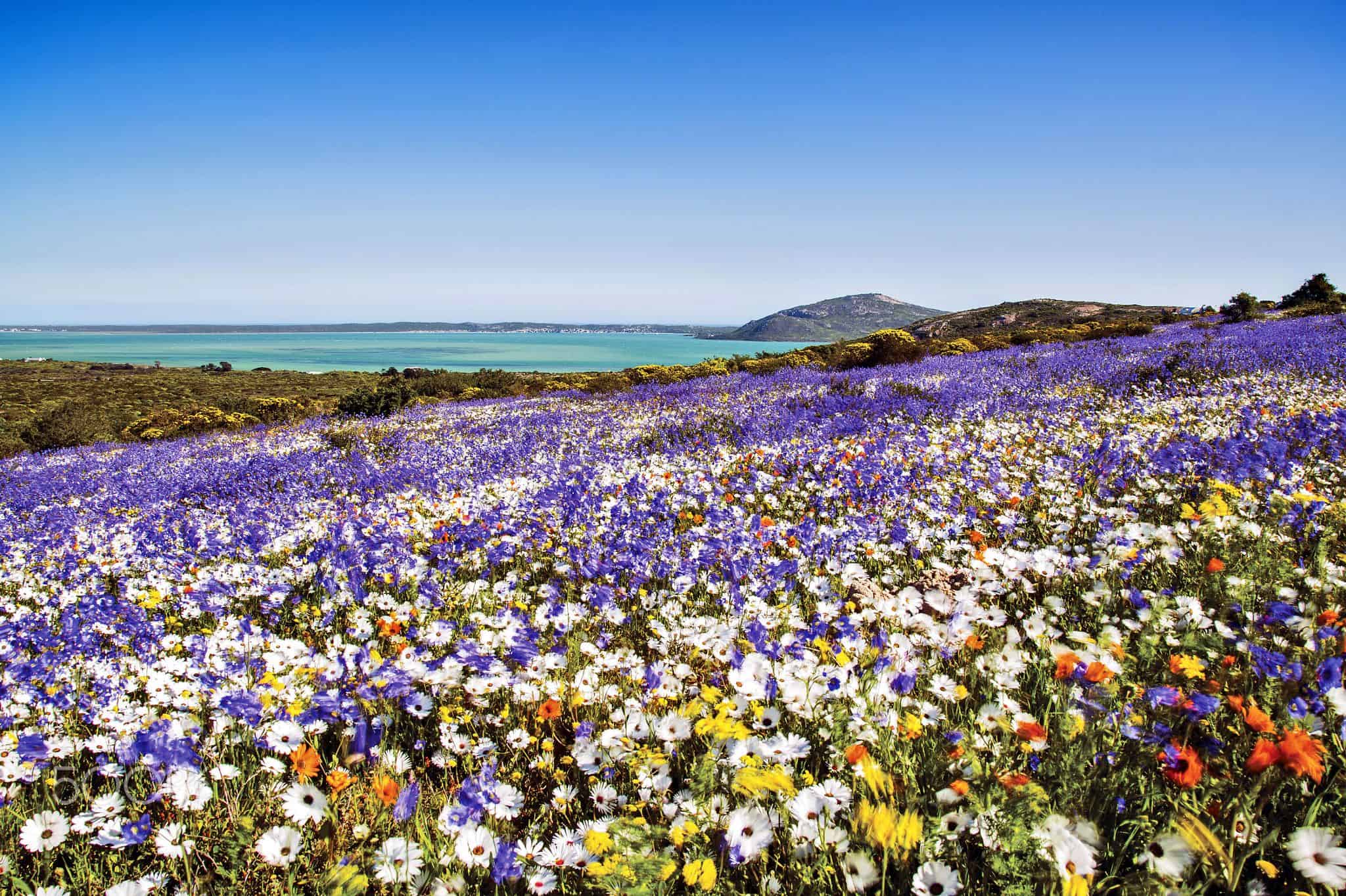 Spring Flowers: Edible Flowers and Where You Can Taste Them – Discover ...