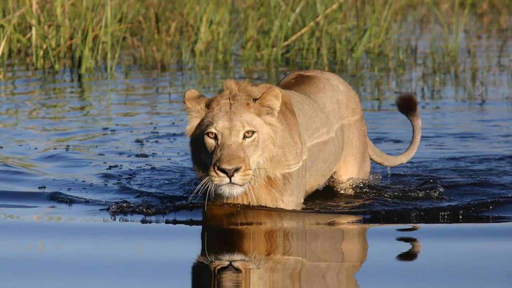 Popular Botswana Safari Through the Delta (5 days) | Discover Africa ...