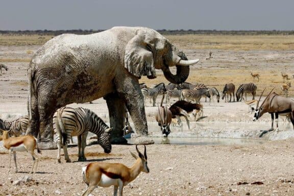 Languages in Namibia | Discover Africa