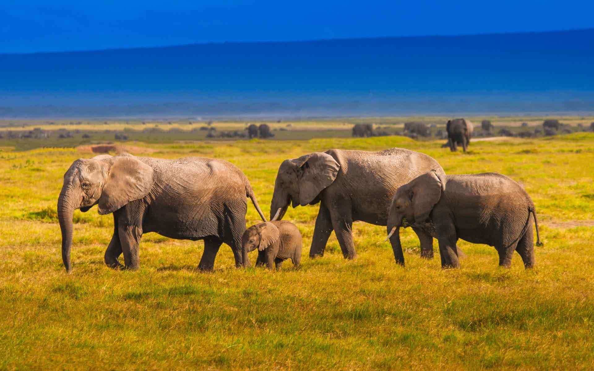 10 of the Most Important Conservation Initiatives to Support in Kenya ...