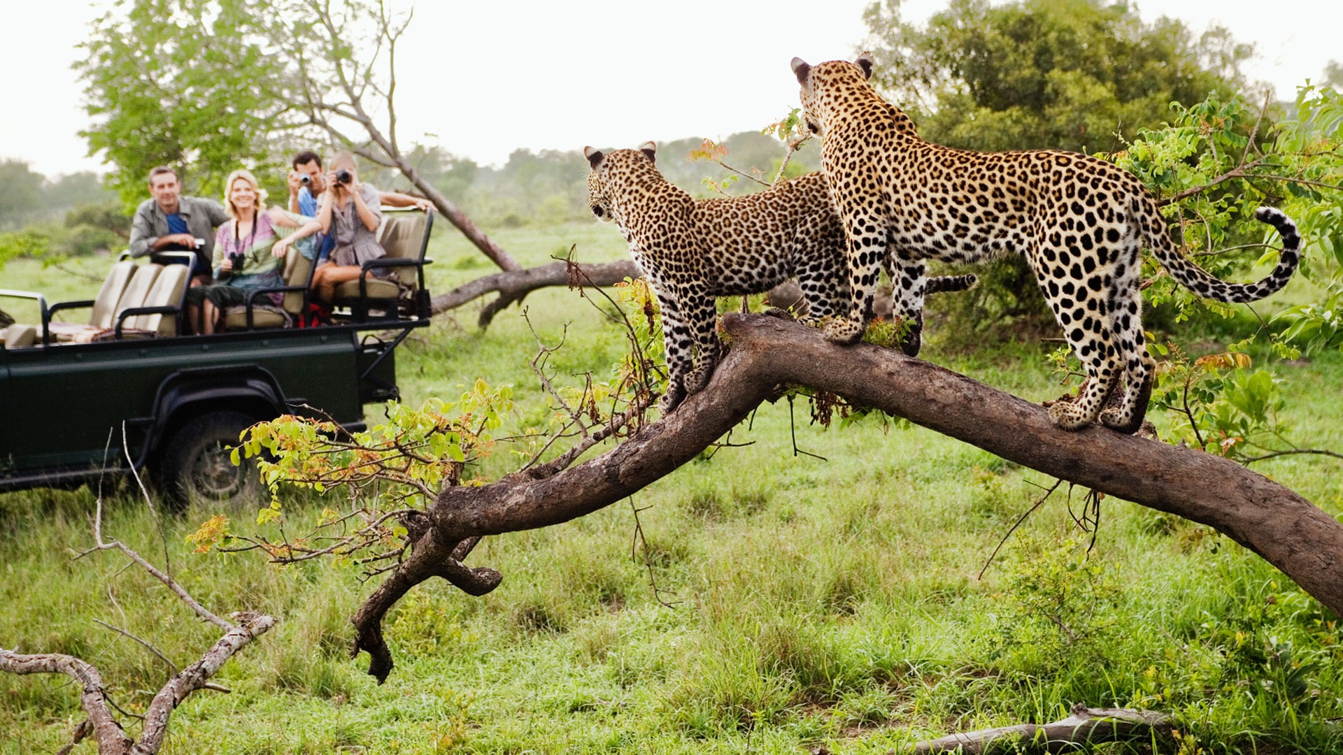 The Perfect Safari Discover Africa