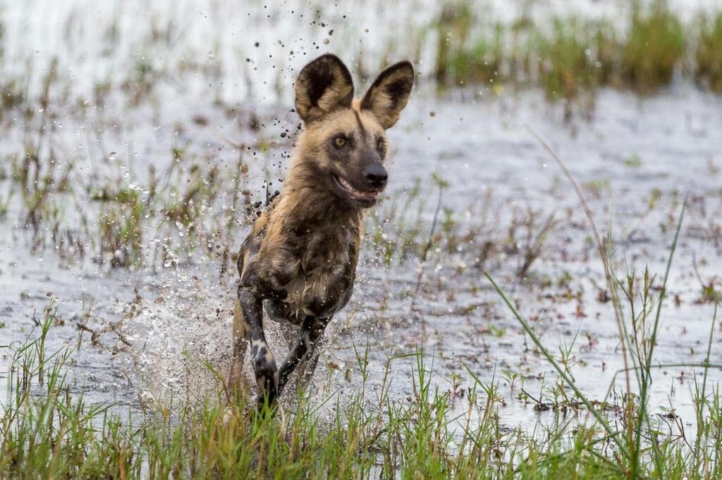 10 Best Places to See The African Wild Dog on Safari – Discover Africa