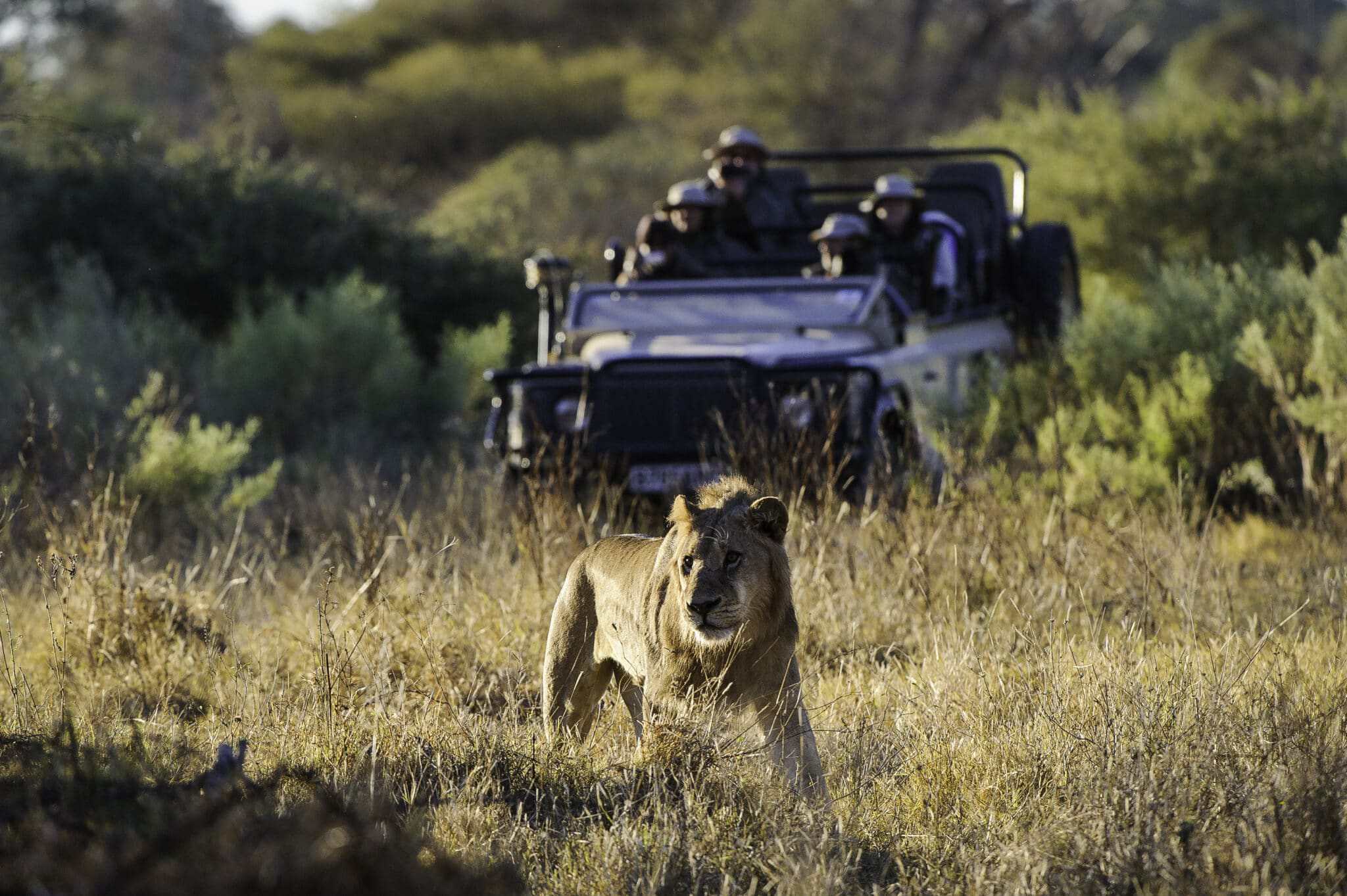 Wilderness Little Mombo Little Mombo Camp, Chief's Island, Botswana ...
