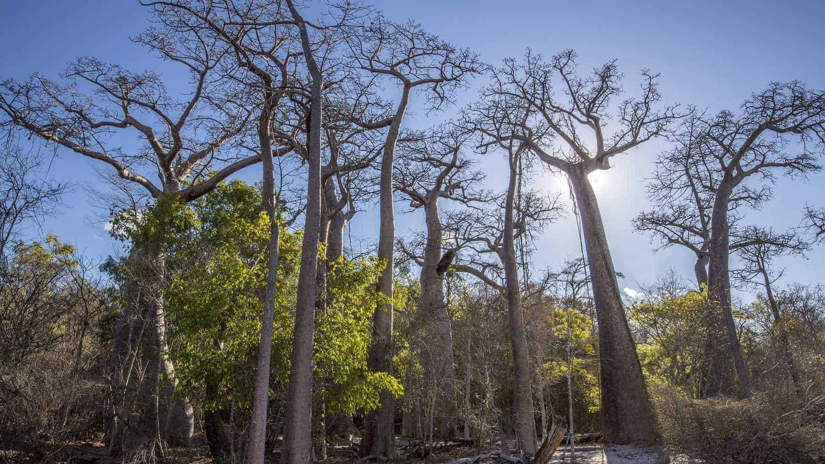 Fauna and Flora of Madagascar – Discover Africa