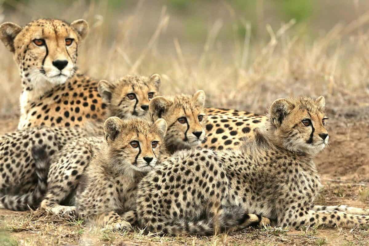 Phinda Game Reserve Safari – Discover Africa
