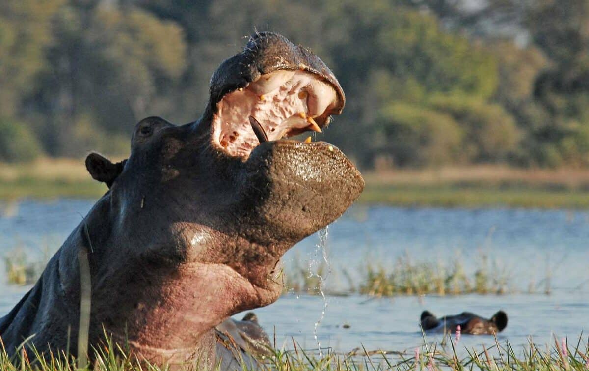 Caprivi Strip Safaris & Vacations - Safari in Caprivi Strip